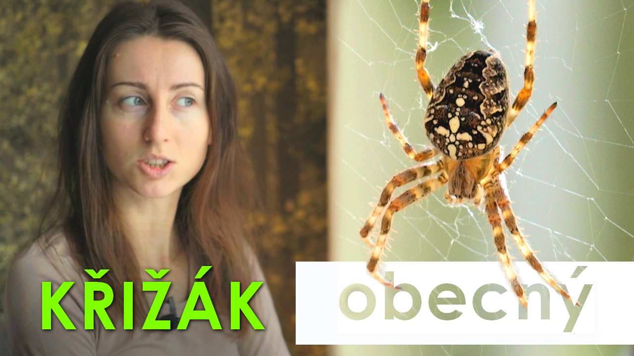 Křižák obecný: Znáte život nejznámějšího pavouka? | Stream