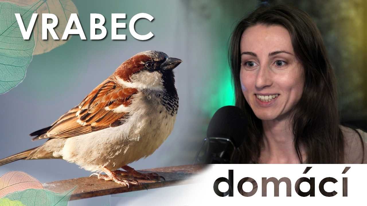 Vrabec domácí: Obyčejný ptáček, který dobyl svět a přesto vymírá | Stream