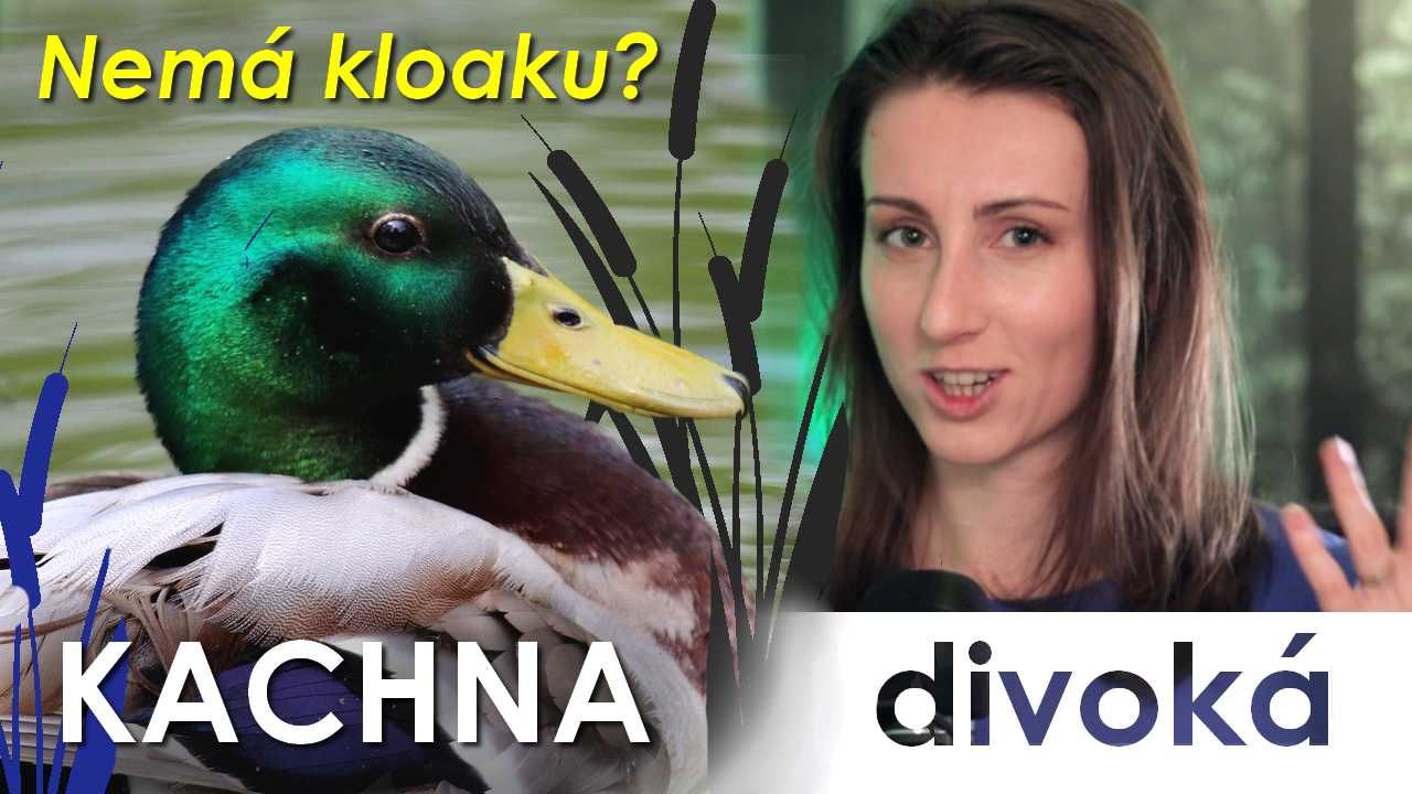Kachna divoká: Žere i maso a v těle skrývá unikátní orgán | Stream