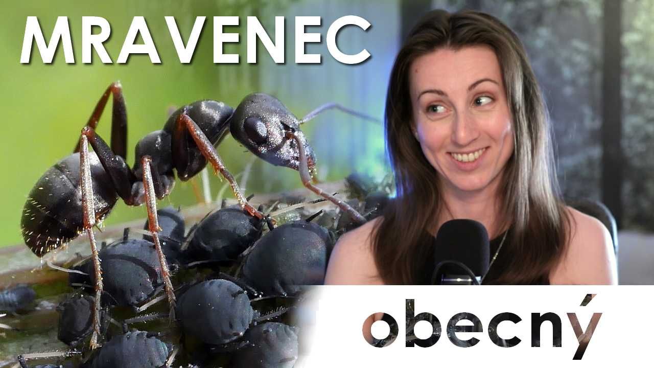 Mravenec obecný: Rojení je za dveřmi! Jak vypadá život farmáře mšic ...